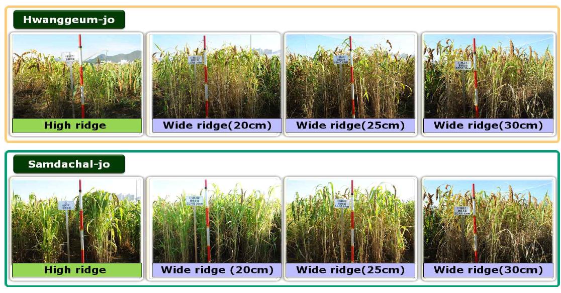 [보고서]조·수수 파종 및 수확 기계화 연구