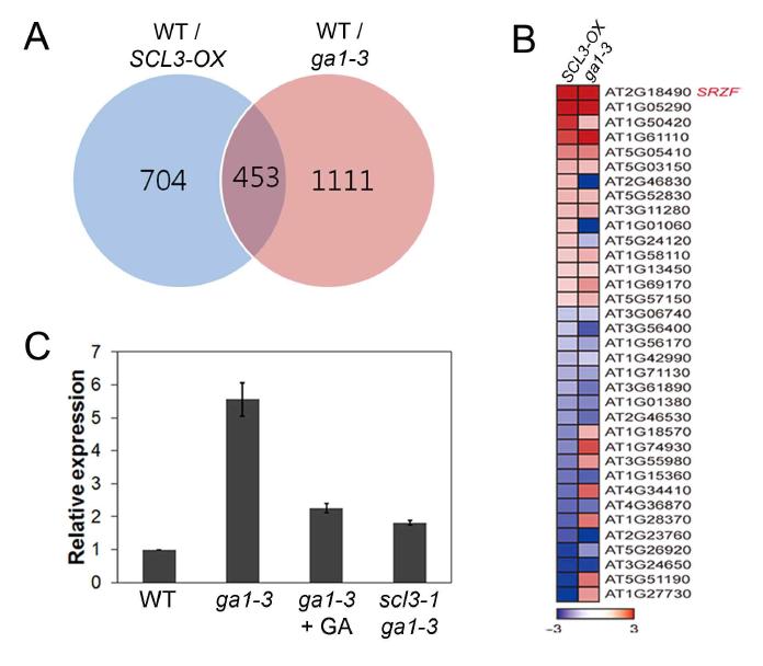[보고서]식물 생장발달 및 면역반응 신호융합 네트워크 규명