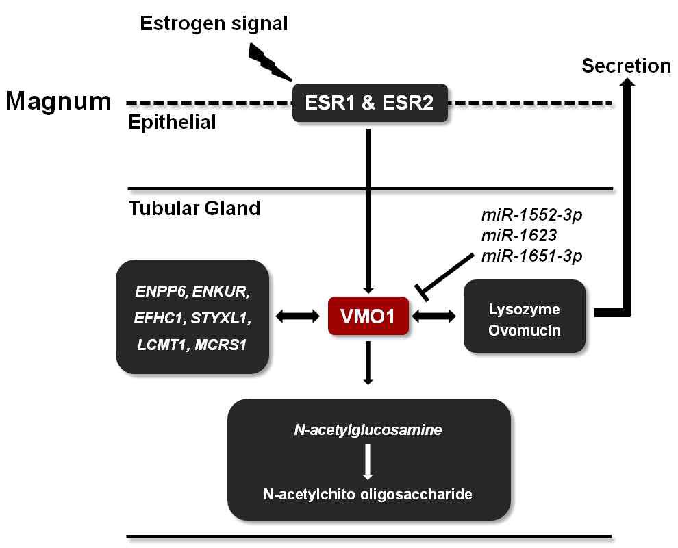 [보고서]닭 태아섬유아세포유래 유도만능줄기세포 이용 형질전환 닭 생산 기술 개발