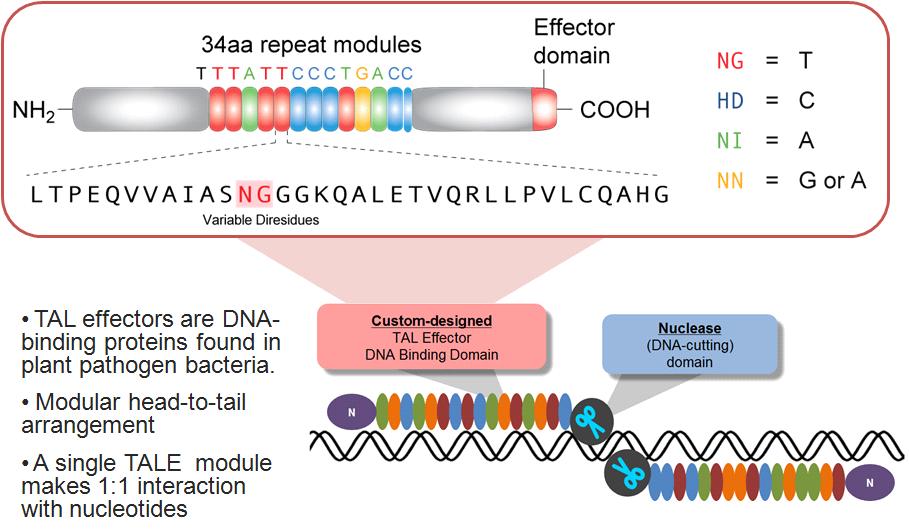 [보고서]Gene targeting 기술을 활용한 고 함량 tryptophan 생산 고품질 벼 개발