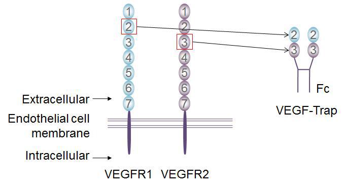 [보고서]N-말단기 위치특이적 페길레이션 기술을 활용한 바이오베터 개발 (VEGF-Trap)