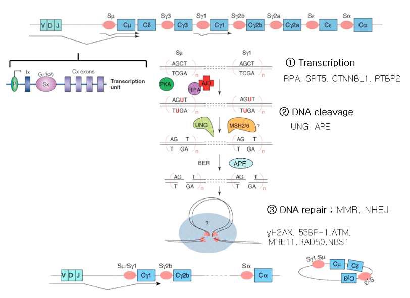 [보고서]Somatic hypermutation 및 class switching 조절 전사인자의 기능연구