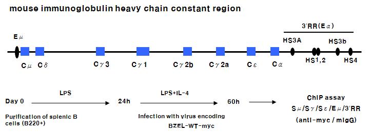 [보고서]Somatic hypermutation 및 class switching 조절 전사인자의 기능연구