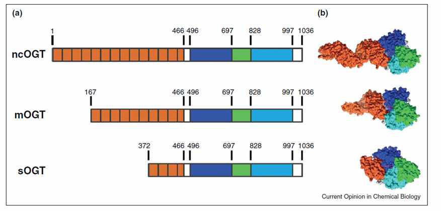 [보고서]해양·극한생물 유래 미지단백질의 질병연관성 또는 신기능 연구