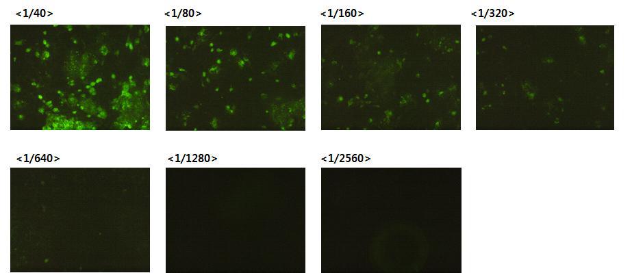 [보고서]돼지 써코바이러스 2형 특이 IFA 진단 킷 개발