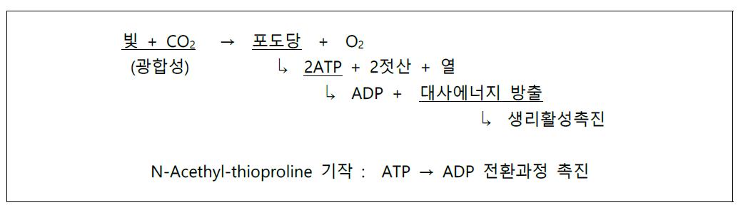 [보고서]N-Acetyl-L-Thioproline과 인산가용화균을 융합한 친환경 식물성장촉진제의 개발
