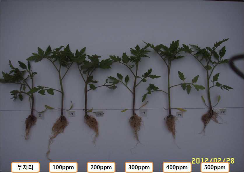 [보고서]N-Acetyl-L-Thioproline과 인산가용화균을 융합한 친환경 식물성장촉진제의 개발