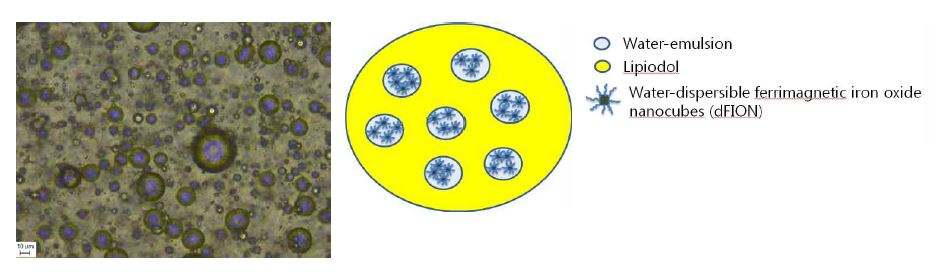 [보고서]쥐간암모델에서 자성나노입자를 이용한 간동맥열화학색전술