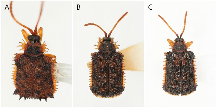 [보고서]국립생물자원관 소장 표본 분석 및 미발굴종 탐색