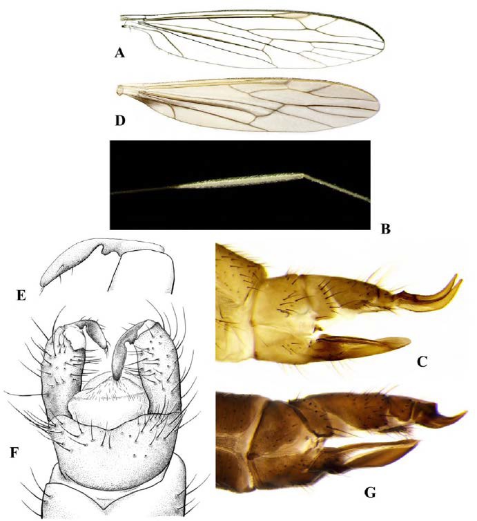 [보고서]한국산 미발굴 각다귀류 탐색 및 확증표본 확보