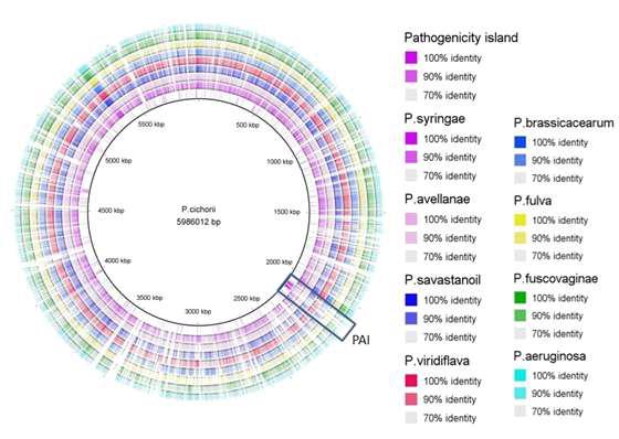 [보고서]광범위 침해균 Pseudomonas cichorii의 발병관련 유전자 기능 구명