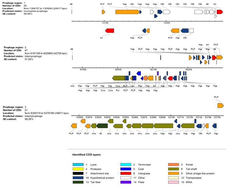 [보고서]광범위 침해균 Pseudomonas cichorii의 발병관련 유전자 기능 구명