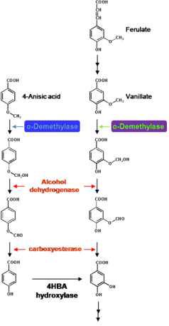 [보고서]볏짚으로부터 미생물을 이용한 다이바닐레이트 생산