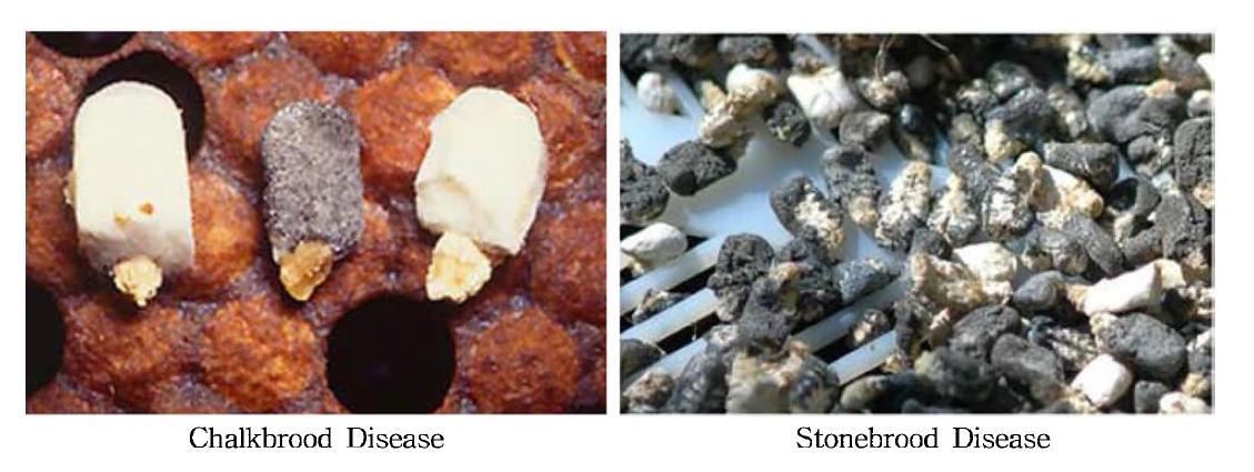 [보고서]꿀벌의 주요 현안 감염성 질병에 대한 통합 방제기술 개발