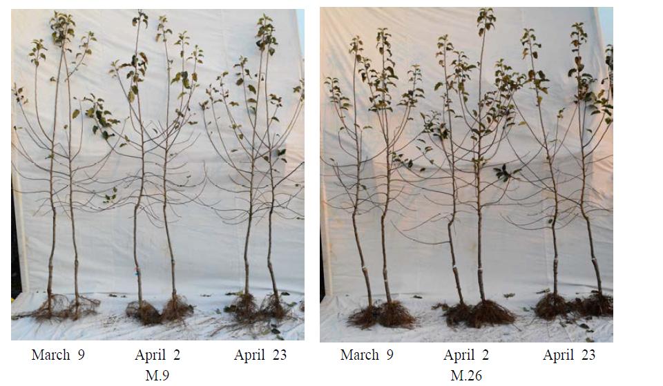 [보고서]사과우량묘목 생산에 있어서 봄철 수액누출에 의한 결주 발생 경감기술 개발