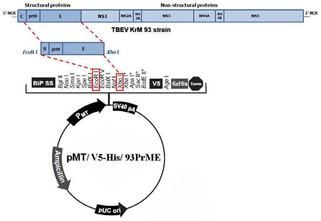 [보고서]매개체로부터 플라비바이러스 특이항원 신속 검출키트 개발 연구