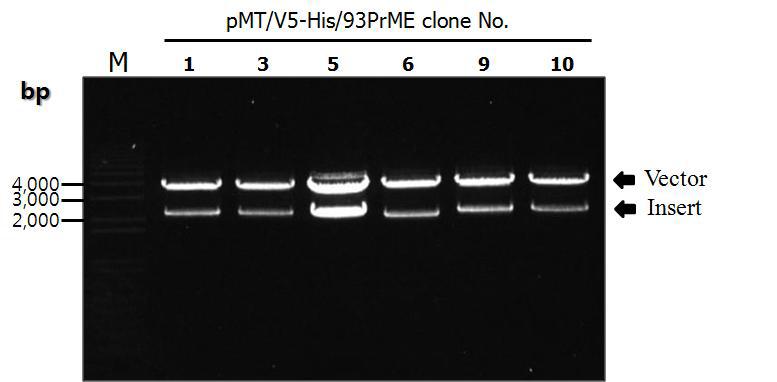 [보고서]매개체로부터 플라비바이러스 특이항원 신속 검출키트 개발 연구
