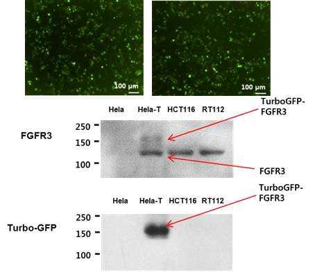 [보고서]막 수용체 인산화 제어기술 연구