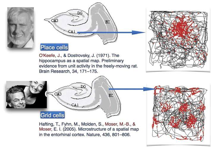 [보고서]복측해마와 불안연구