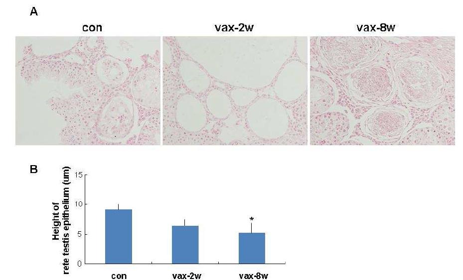 [보고서]정관결찰술 기원의 남성생식수관 및 정자의 구조와 기능변동에 관한 분자생물학적 연구