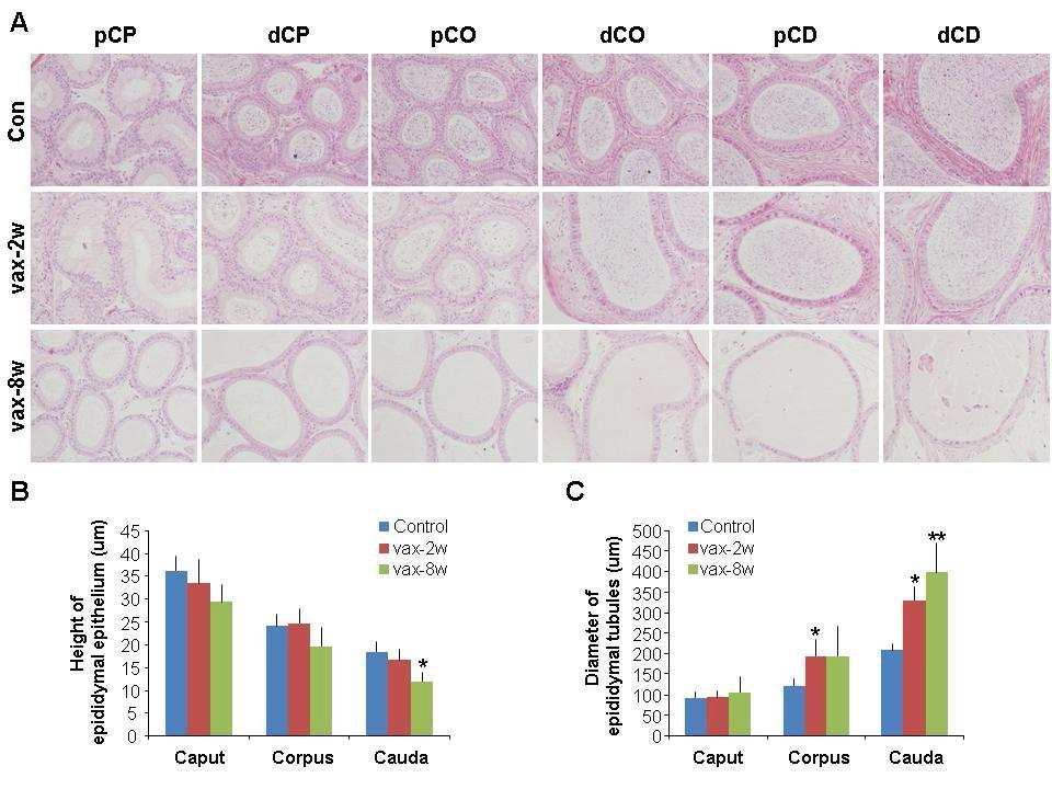 [보고서]정관결찰술 기원의 남성생식수관 및 정자의 구조와 기능변동에 관한 분자생물학적 연구