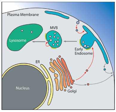 [보고서]면역질환 및 암세포 형성과정에서 Charged MVB protein 5 (CHMP5)의 신기능연구