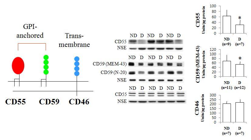[보고서]당뇨미세혈관병증에서 GPI-anchored 단백질의 역할