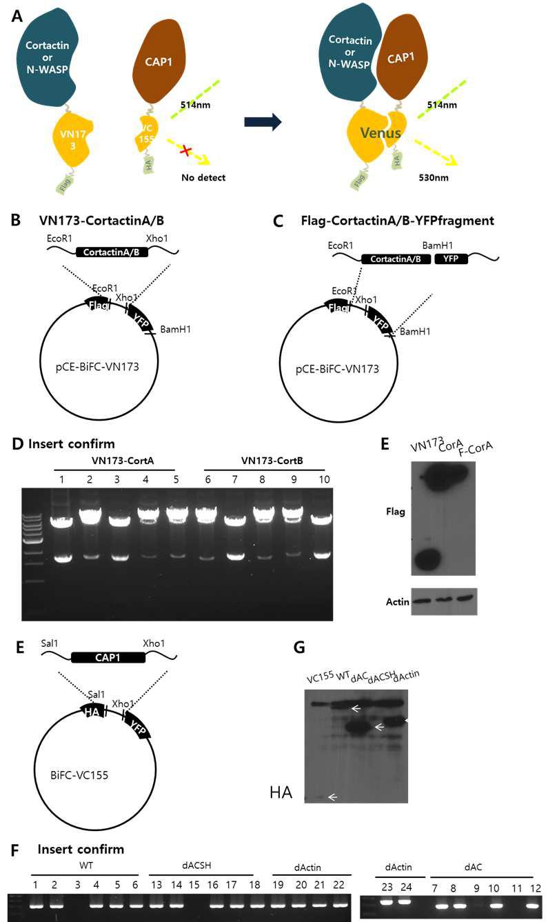 [보고서]사람 리지스틴과 그 수용체의 역할 규명 및 리지스틴 타깃 치료제 개발