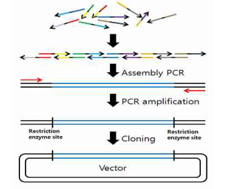[보고서]고효율적인 DNA 염기오류 제거 방법 개발을 통한 인공유전자 합성 최적화 시스템 구축