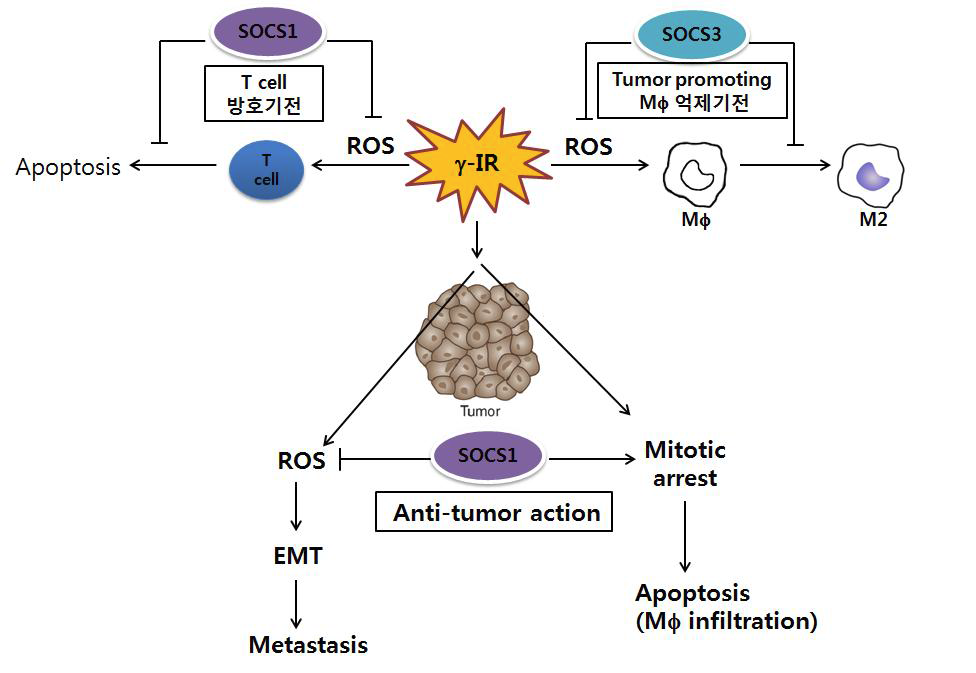 [보고서]종양환경에서 SOCS의 방사선치료효과 증진작용 평가체계 구축