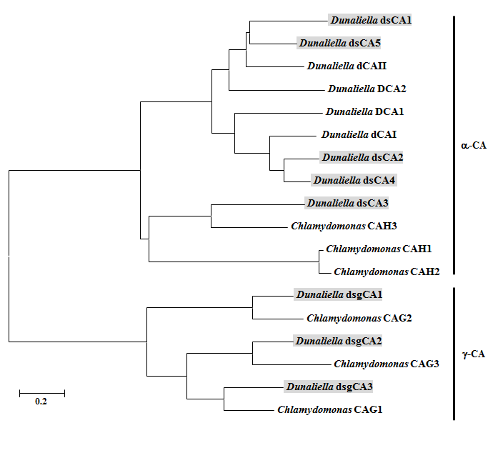 [보고서]해양생물 대상 CA 및 PEPCase screening 및 특성규명을 위한 연구
