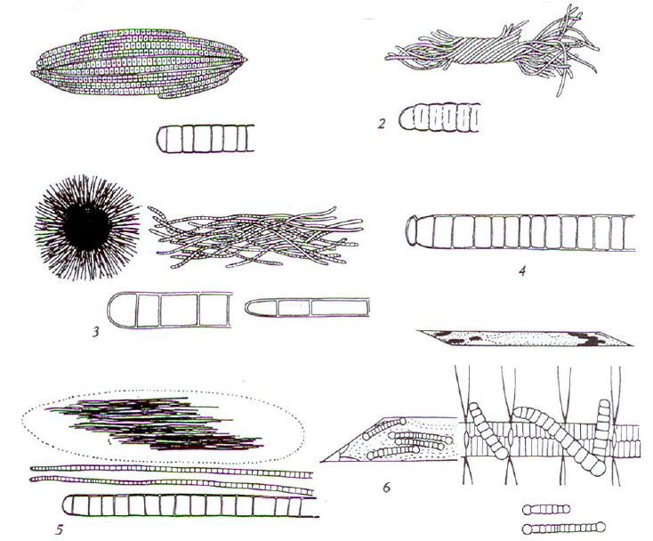 [보고서]통영해역의 바다목장화 개발연구 용역사업 보고서(3단계 2차년도)