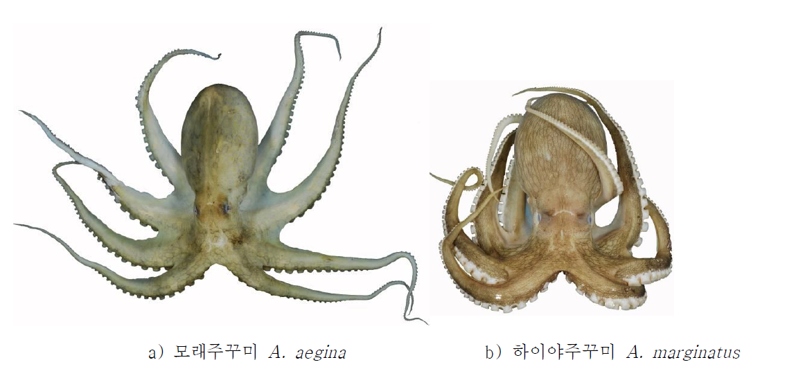 [보고서]수입수산물 유사어종 과학적 판별법 개발
