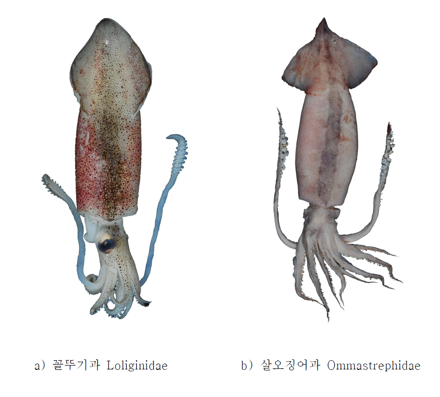 [보고서]수입수산물 유사어종 과학적 판별법 개발