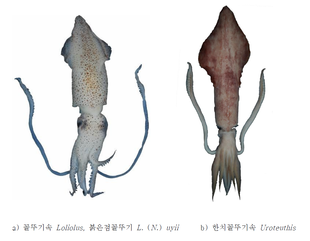 [보고서]수입수산물 유사어종 과학적 판별법 개발