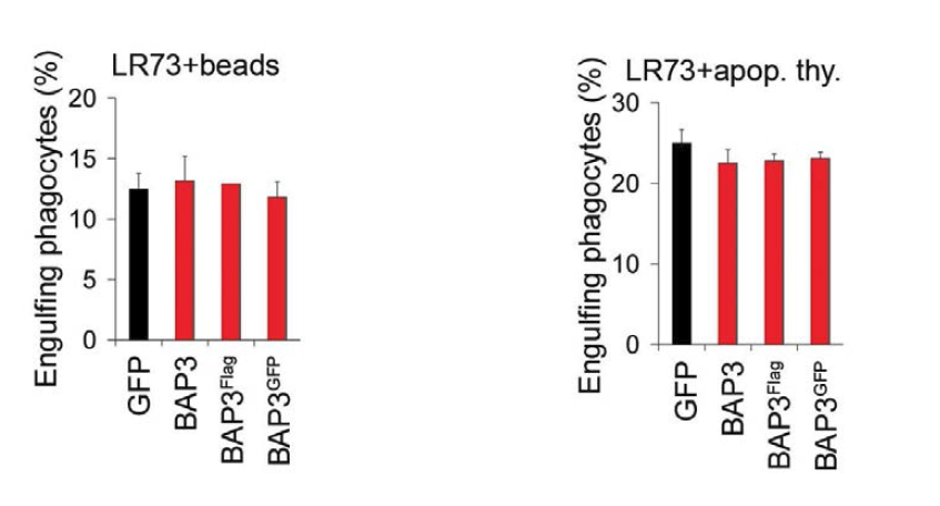 [보고서]BAI1의 역할 규명을 통한 교모세포종의 발병원인 규명 및 치료기술 개발