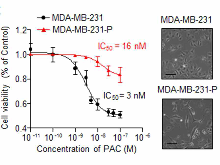 [보고서]모세관 웨스턴 분석법을 이용한 유전체 기반 혈중암전이지표의 검증 및 실용화 기반 연구