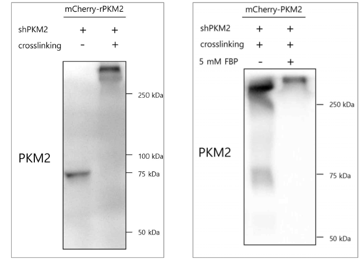 [보고서]테라그노시스: CATS (Complex Adaptive Therapeutic Strategy)