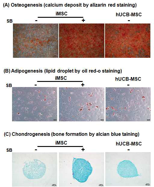 [보고서]피폭손상융합평가 및 재생기술개발
