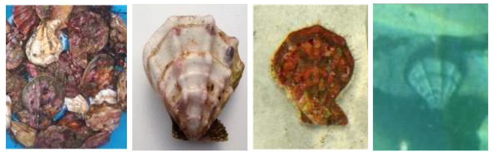 [보고서]가리비 인공종묘 대량생산 및 산업화