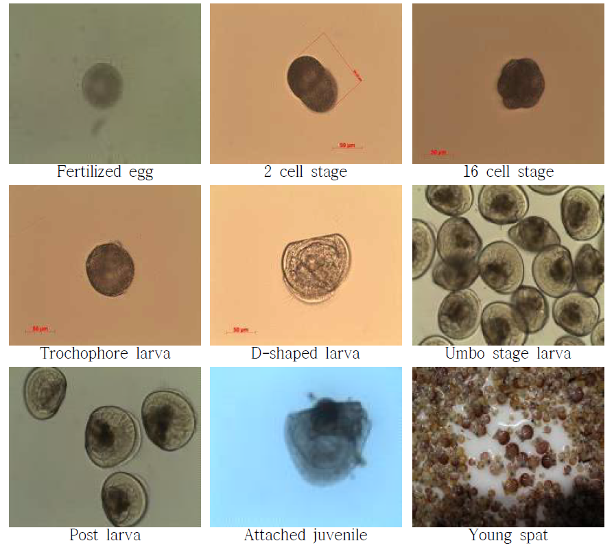 [보고서]가리비 인공종묘 대량생산 및 산업화