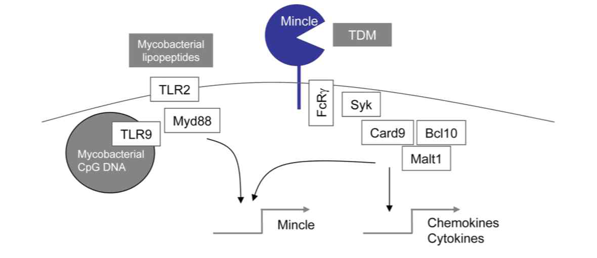 [보고서]염증반응에서 비롯된 유전자 변화에 의한 내장암 발병/진행 과정 연구