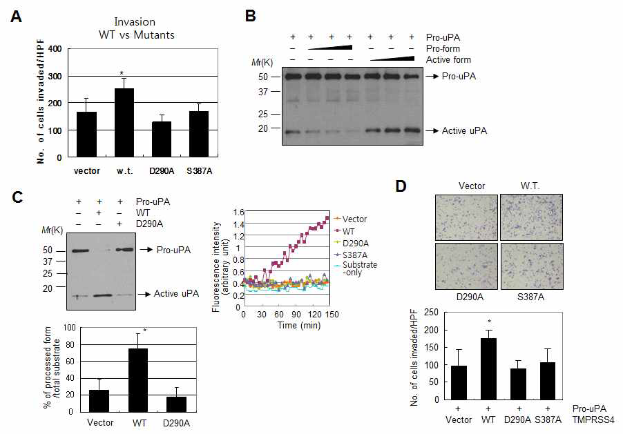 [보고서]MT-SP2 세린프로테아제 저해제 발굴 및 대장암전이 억제기전 연구