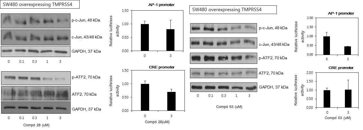 [보고서]MT-SP2 세린프로테아제 저해제 발굴 및 대장암전이 억제기전 연구