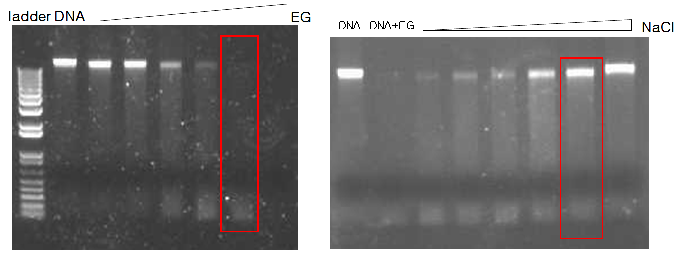 [보고서]심근경색 세포에서의 핵산분해효소 EndoG 기능 연구