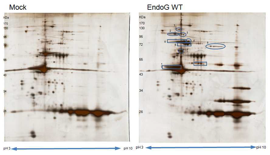 [보고서]심근경색 세포에서의 핵산분해효소 EndoG 기능 연구