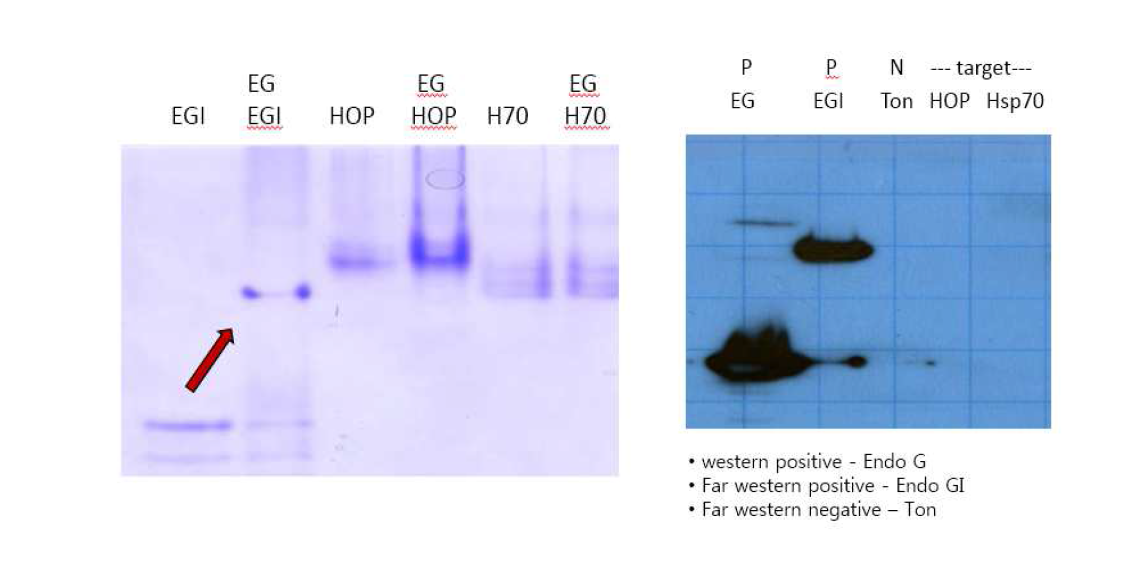 [보고서]심근경색 세포에서의 핵산분해효소 EndoG 기능 연구