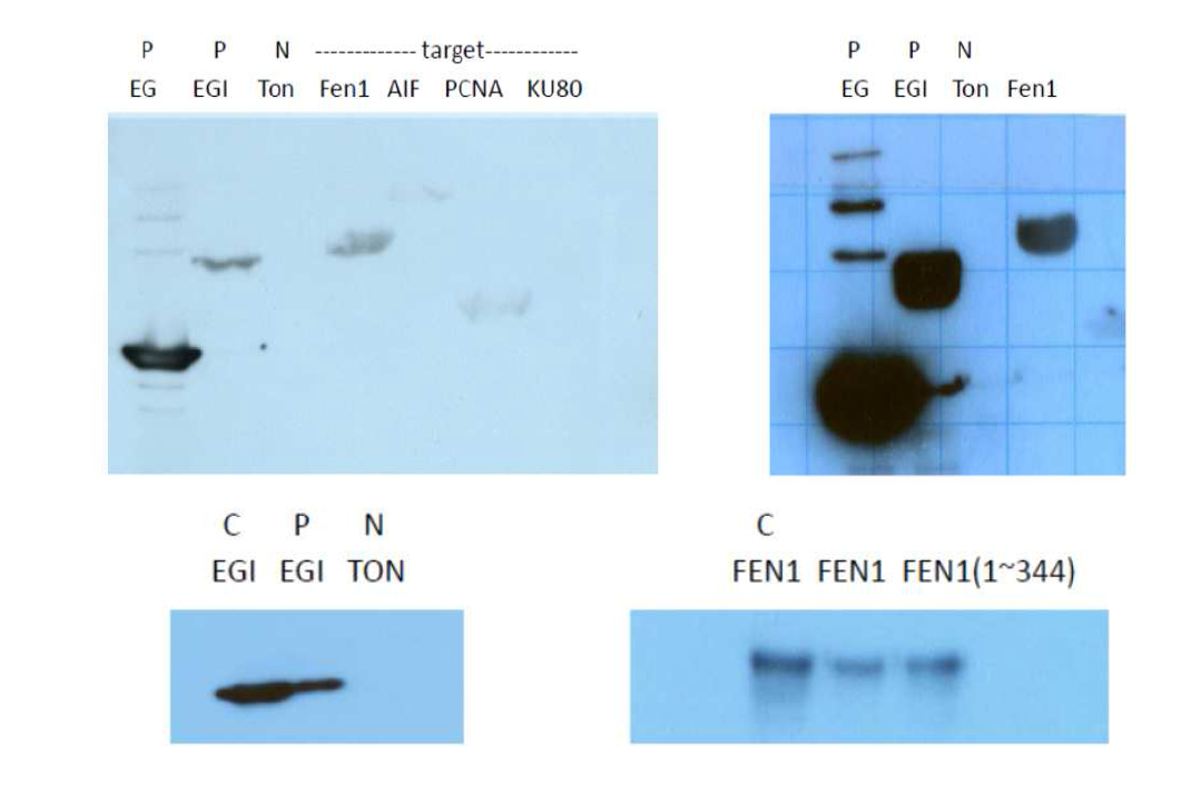 [보고서]심근경색 세포에서의 핵산분해효소 EndoG 기능 연구