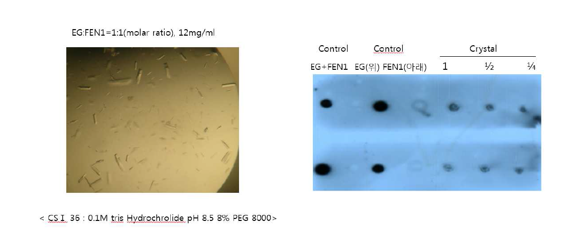[보고서]심근경색 세포에서의 핵산분해효소 EndoG 기능 연구