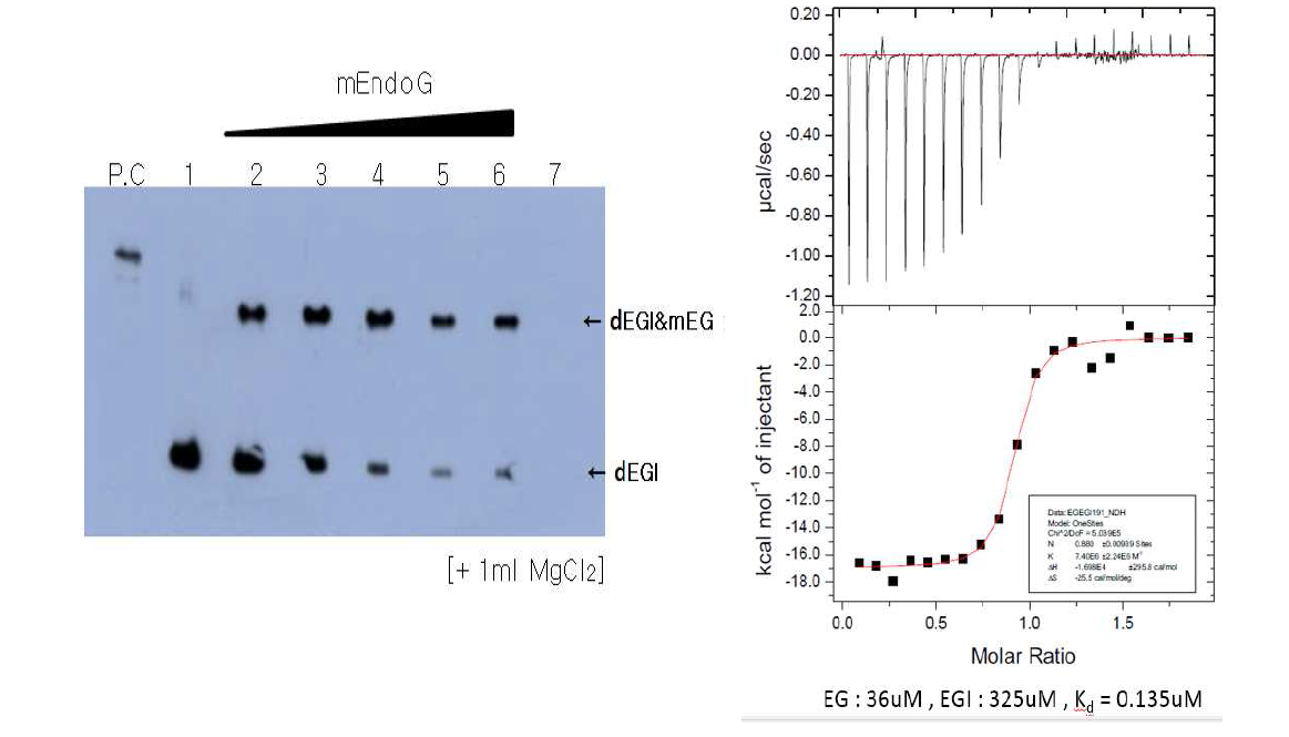 [보고서]심근경색 세포에서의 핵산분해효소 EndoG 기능 연구
